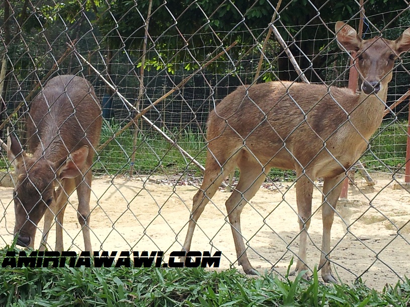 #amirtravel: Zoo Mini Teruntum Kuantan - AMIRNAWAWI